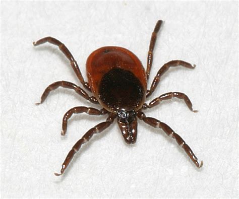 Deer Tick Ixodes Scapularis Bugguidenet