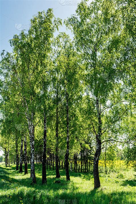 白桦小路绿草如茵，春日阳光明媚，以大自然为背景