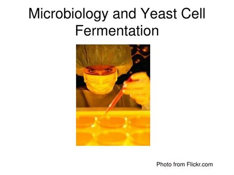 Ppt Microbiology And Yeast Cell Fermentation Powerpoint Presentation Id620729