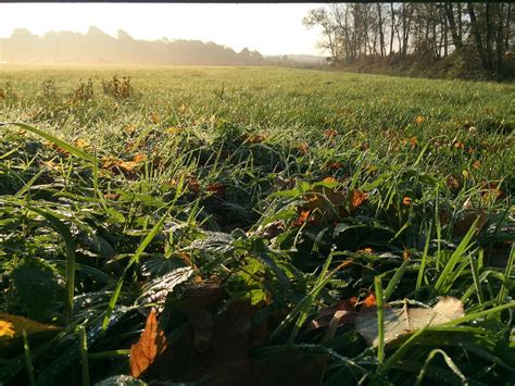 Morning Sunshine Dew Meadow Free Photo On Pixabay Pixabay