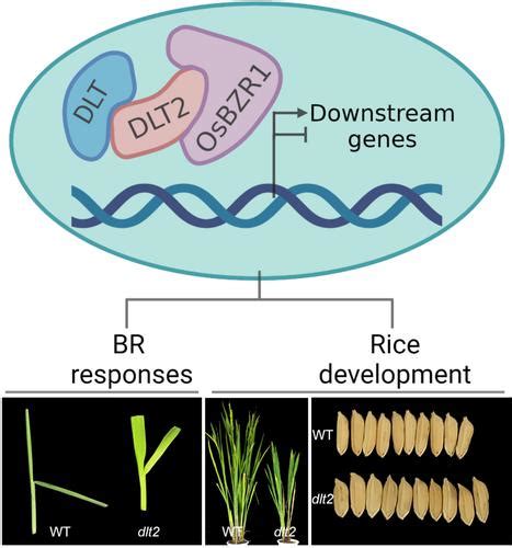 Dwarf And Low Tillering 2 Functions In Brassinosteroid Signaling And