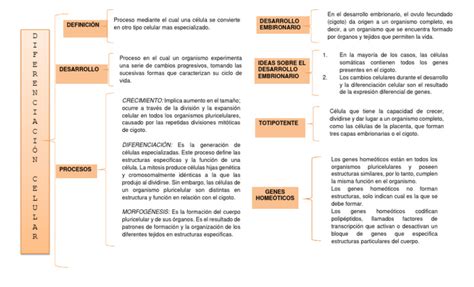 Diferenciación Celular Pdf Biología Celular Embrión