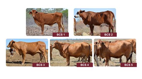 Breeder Cow Mortality How To Calculate It And Available Management Strategies Futurebeef