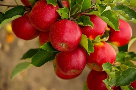 Red Delicious Apple Tree For Sale