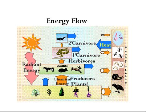 Energy Flow Diagram Biology