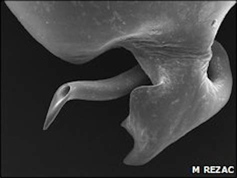 Invertebrates Inject A Bit Of Romance During Sex By Stabbing Each Other
