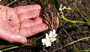 Salix Atrocinerea Saule à Feuilles Dolivier Saule Roux Le Jardin D