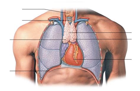 Thymus Gland Vs Thyroid At Darcy Housley Blog