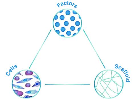 10 The Three Pillars Of Tissue Engineering Cells Scaffolds And