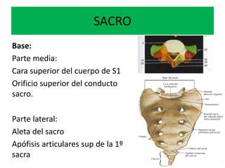 1 Columna Vertebral Huesos Articulaciones Y Músculos Pdfpdf