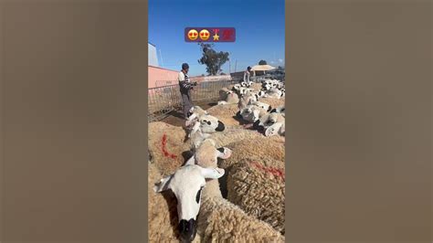 الصردية الحنينة الولود الودود المعطاءة الداكي Youtube