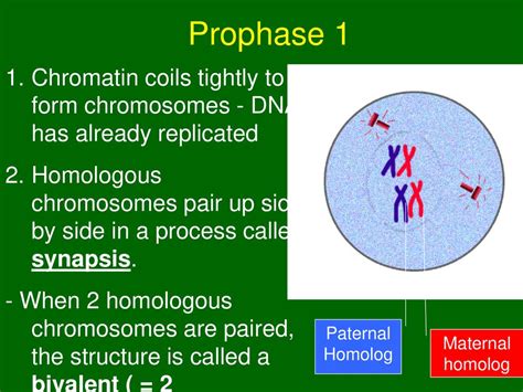 Sexual Cell Reproduction Ppt Download