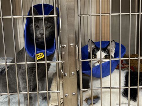 Surgery Anesthesia And Consent Form Pine Woods Animal Hospital