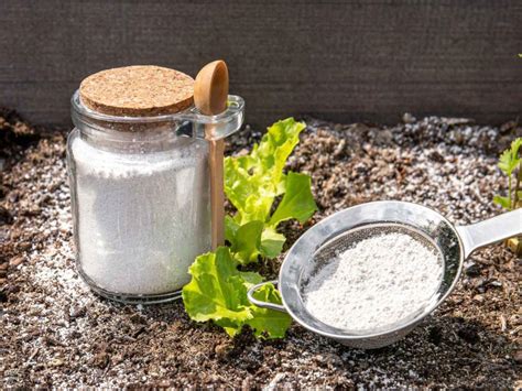 Diatomaceous Earth A Powerful And Natural Insecticide
