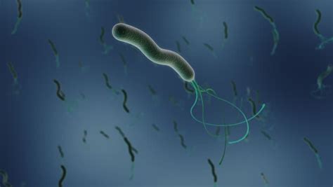 Stock Video Clip Of Some Helicobacter Pylori Bacteria Under The Microscope Shutterstock