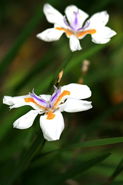 Temporal Isolation Flowers