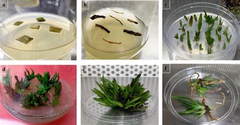 Regeneration Response Of Different Aloe Explants On Shoot Induction