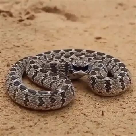 The Defensive Position Of The Rhombic Egg Eater Scrolller