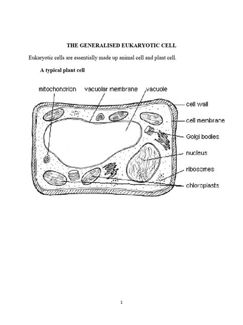 Overview Of Eukaryotic Cell Structure Pdf Cell Biology Cell Nucleus