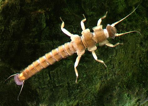 Stonefly Larvae