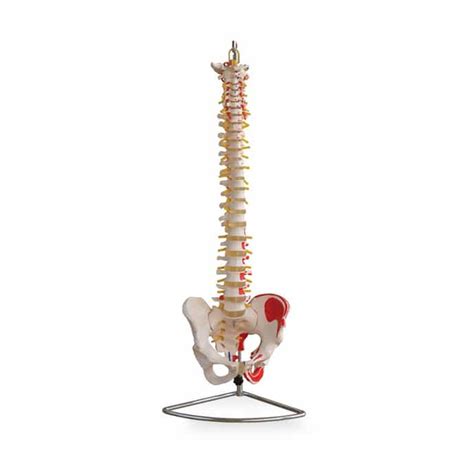 Columna Vertebral Con Pelvis Y Músculos Pintados Suizmed