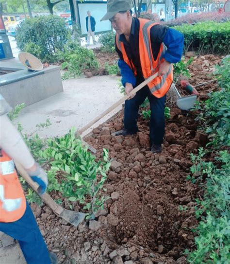 经开区建管局：扎实做好城市绿化管养工作 腾讯新闻