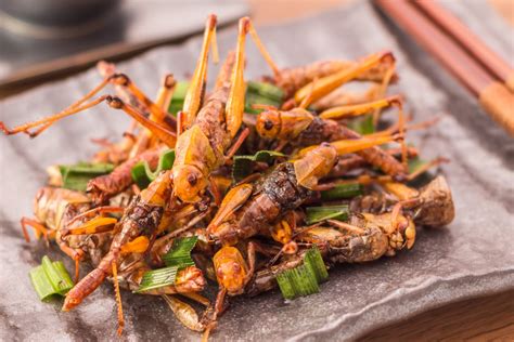 The Role Of Insects In The Ecosystem