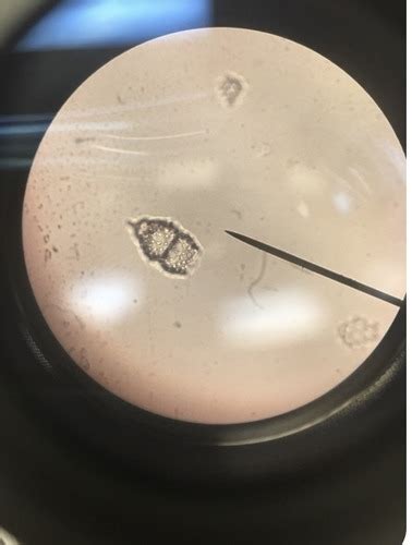 Bio Lab Exam 1 Flashcards Quizlet