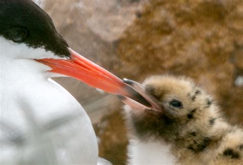 Manmade Common Tern Breeding Platform On Behance