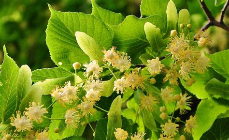 400 Free Tilos Letöltés And Linden Tree Photos Pixabay