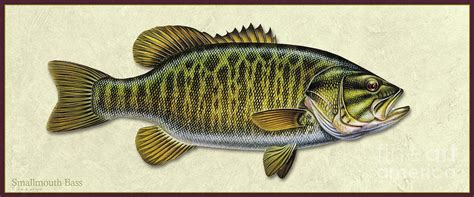 Smallmouth Bass Artwork