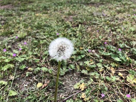 Grass Meadow Flower Free Photo On Pixabay Pixabay