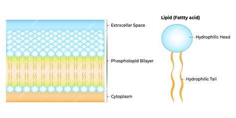 Premium Vector Lipid Fatty Acid