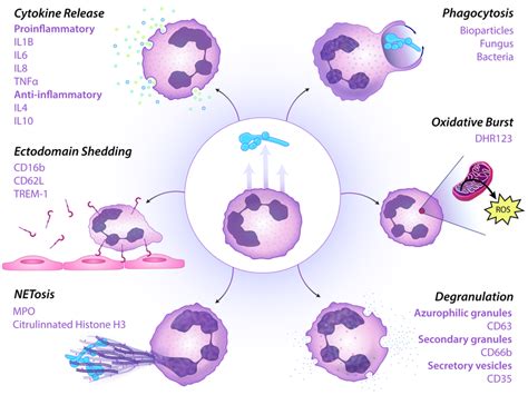 Measurable Neutrophil Functions By Flow Cytometry Human Neutrophils