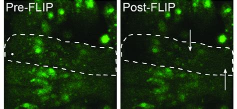 Photobleaching In Fluorescence Microscopy