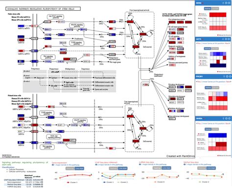 Interactive Kegg Diagram For Signaling Pathways Regulating Pluripotency