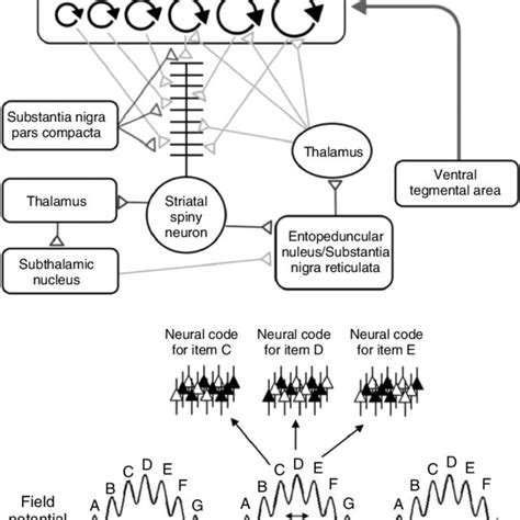 1 The Information Processing Ip Model Of Interval Timing As Conceived Download Scientific