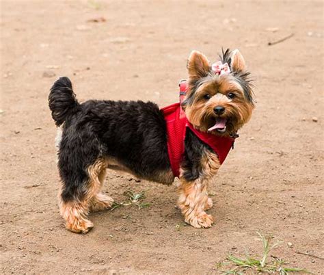Is Yorkie Tail Docking Necessary Zooawesome