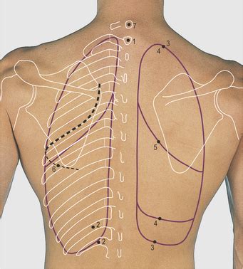 Posterior Anatomy Of Rib Cage The Thorax Basicmedical Key Hot