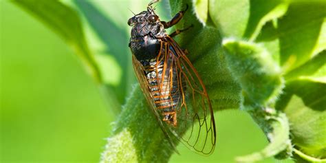 What Do Cicadas Sound Like Why Cicadas Make So Much Noise