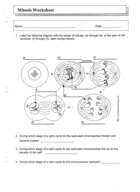 Mitosis Worksheet And Diagram Identification