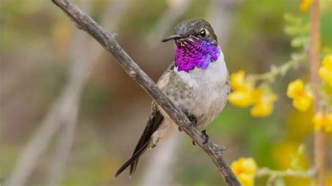 Resultado De Imagen Para Picaflor De Arica Animals Bird Birds