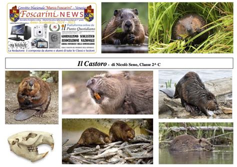 Il Castoro Il Punto Quotidiano
