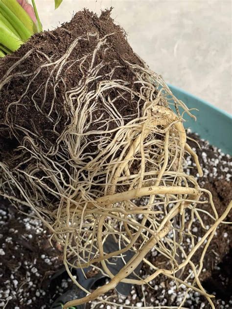 Split Leaf Philodendron Care A Complete Guide At Hand Plants Craze