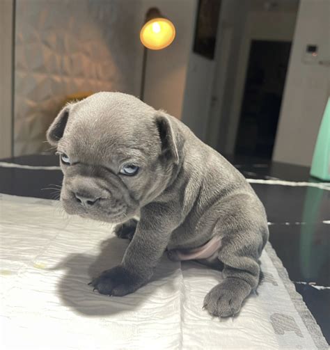 בולדוג צרפתי למכירה בירושלים 7500 שח מודעה 144522 כלבים לוח חיות מחמד הומלס