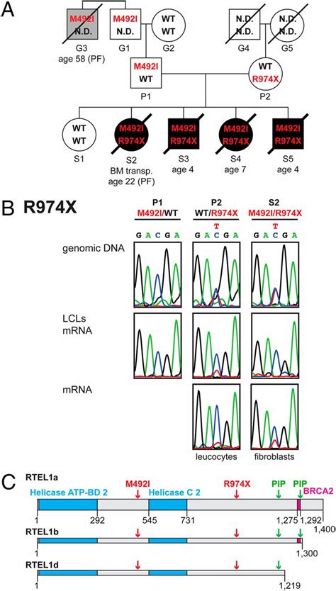Inherited Mutations In The Helicase Rtel1 Cause Telomere Dysfunction