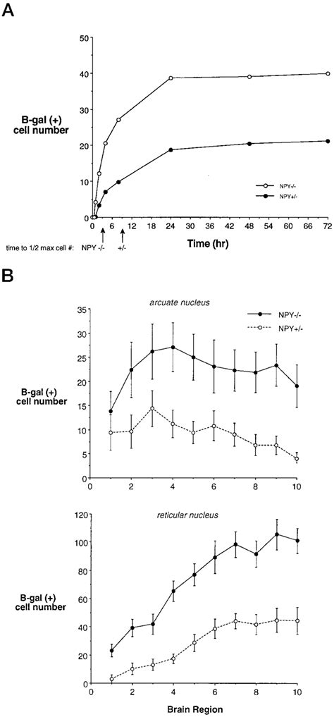 A Time Course Of Gal Staining In The Arcuate Nucleus Of Npy N 3