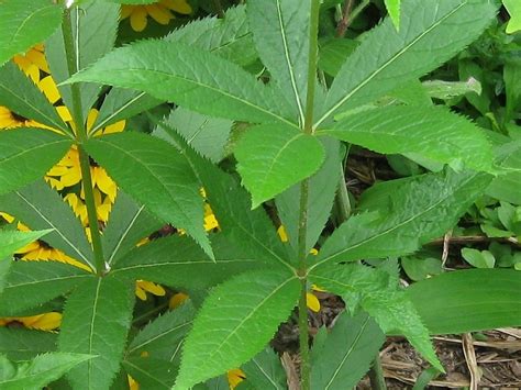 Genus Veronicastrum Culvers Root Go Botany