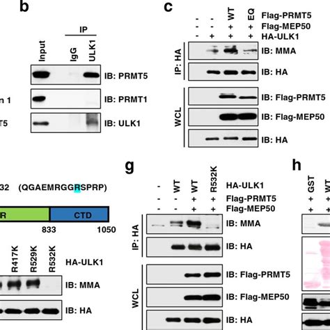 Prmt5 Methylates Ulk1 At Arg532 A B Ib Analysis Of Wcl And