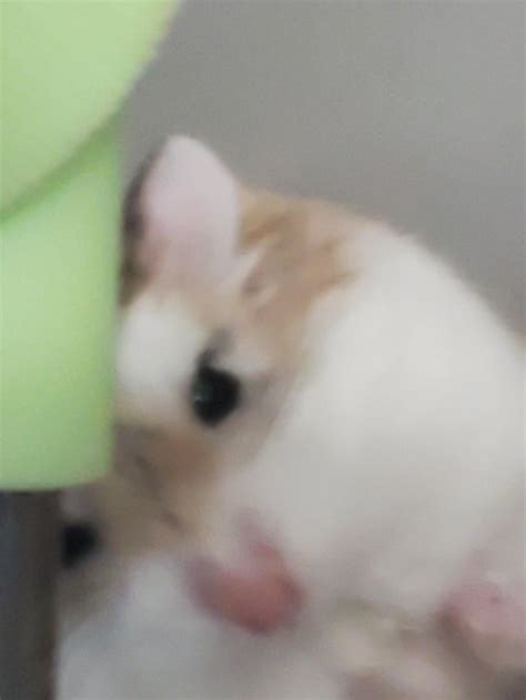 Had A Little Photo Shoot With My Hamster Hamski Rhamster
